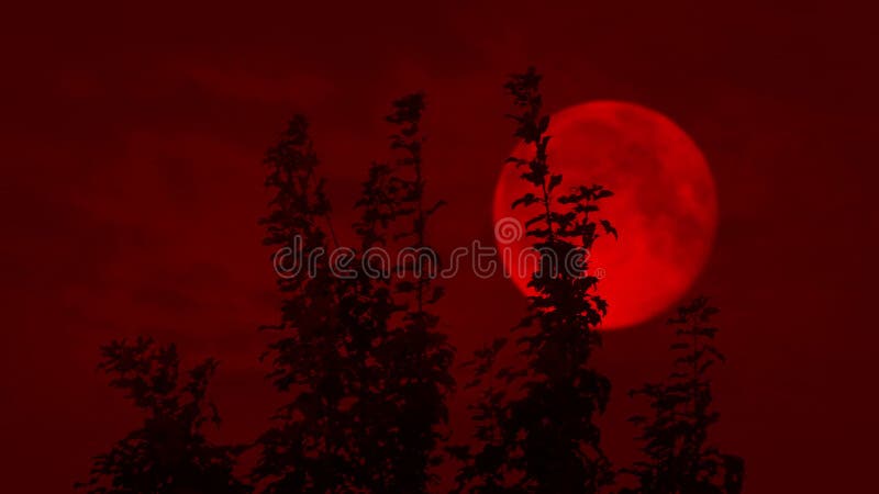 Red Moon with Tree Branches in Front Stock Footage - Video of treetop ...