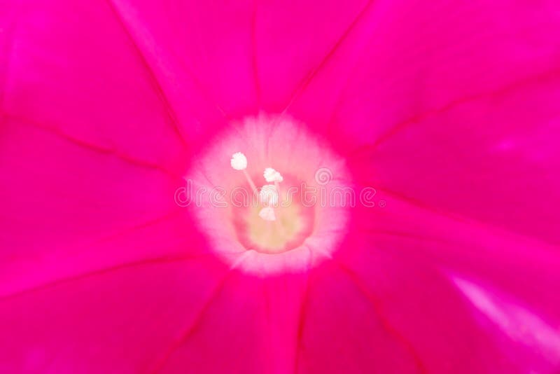 Red morning glory stock photo. Image of blossom, frame - 31869430