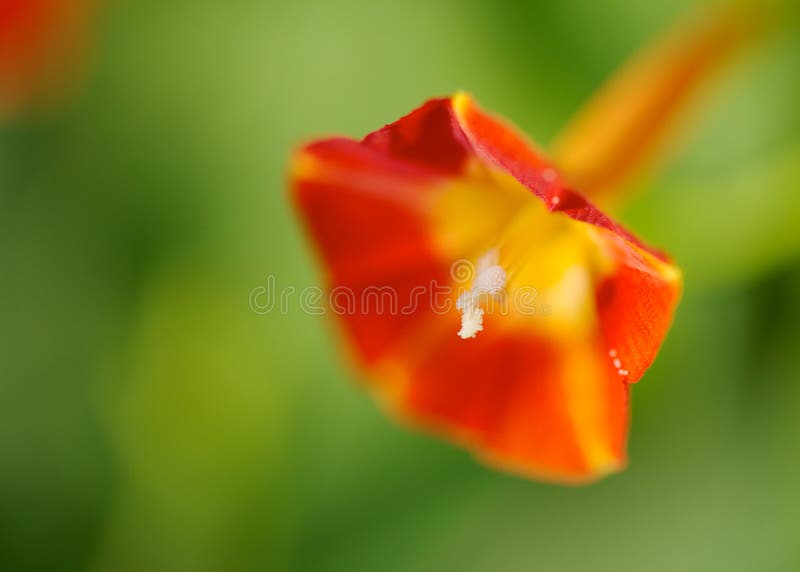 Red Morning Glory stock image. Image of single, glory - 51529711