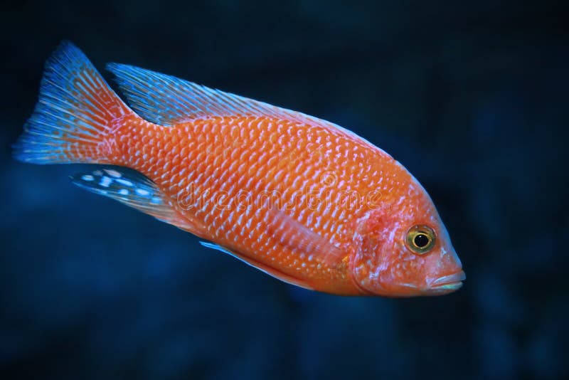Pseudotropheus Red Zebra - Freshwater Fish Stock Image - Image of ...