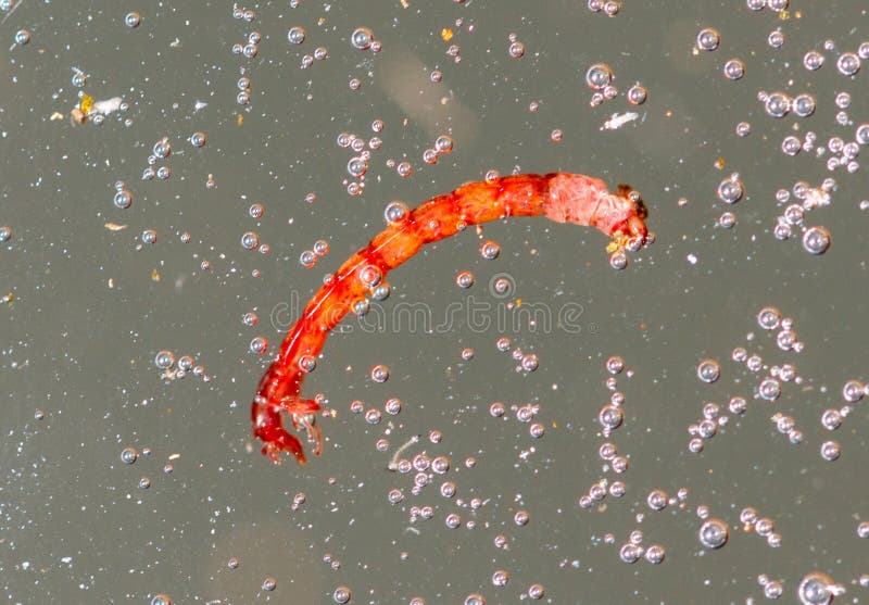 A Red Mosquito Bloodworm Floats on the Surface of the Water. Macro ...