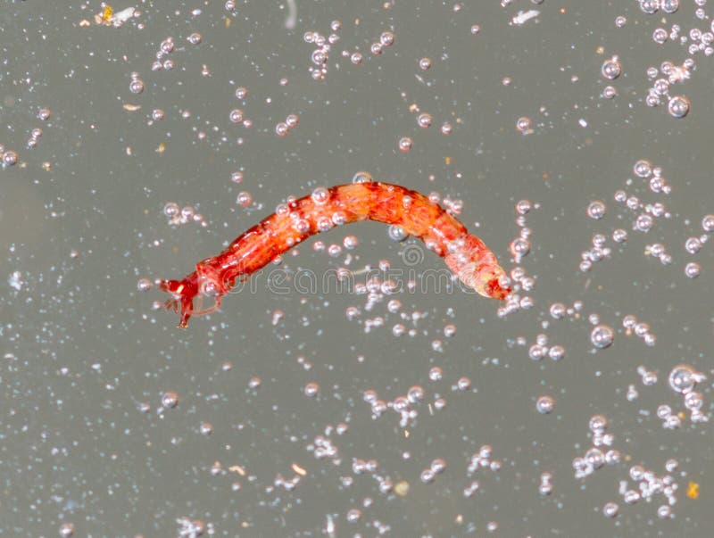 A Red Mosquito Bloodworm Floats on the Surface of the Water. Macro ...
