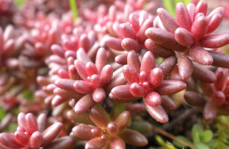 Red moss stock photo. Image of outdoor, leaves, brown - 13720356