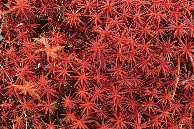 Red moss background stock photo. Image of environment - 218851304