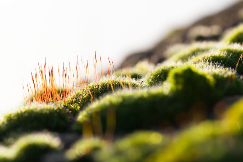 Red Moss Flowers stock photo. Image of outdoor, flowering - 49422552