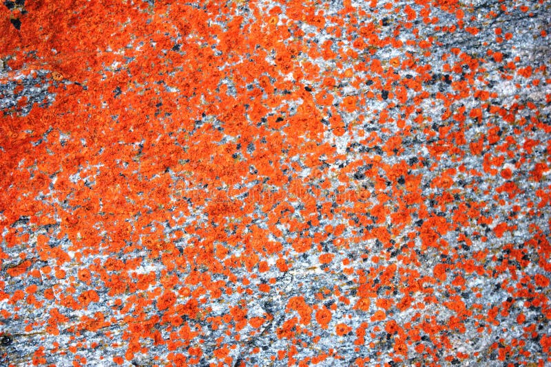 Red Moss on Granite stock image. Image of close, grow - 72742321