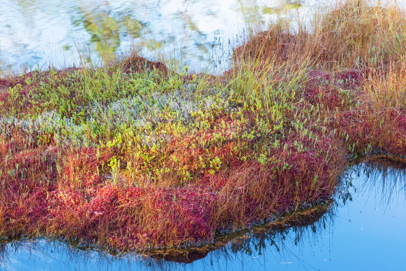 Red moss stock photo. Image of pond, colorful, scenery - 79304130