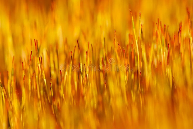 Red Moss Illuminated by the Light of the Sun Stock Photo - Image of ...
