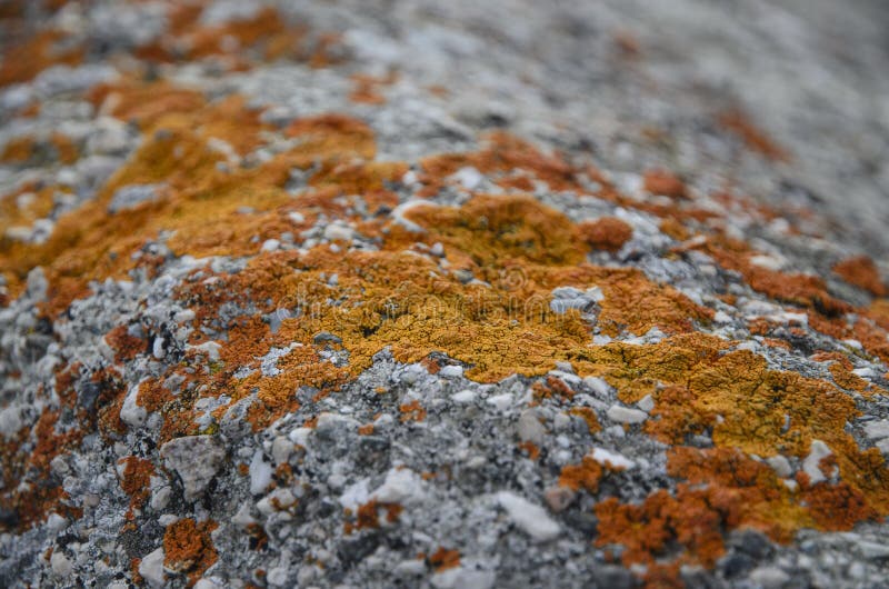 Red moss stock photo. Image of grow, detail, environment - 49720772