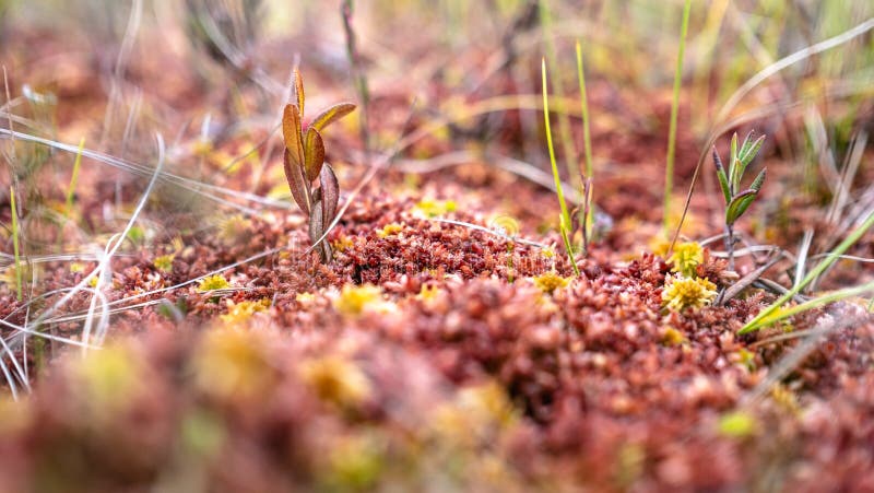 Red moss at Russian swamp. stock photo. Image of texture - 239288390