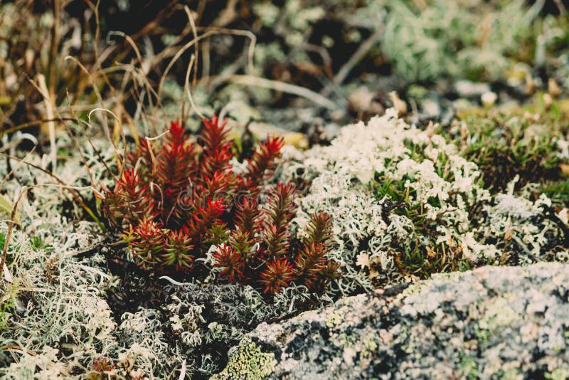 Deer Medicine Rocks Stock Photos - Free & Royalty-Free Stock Photos ...