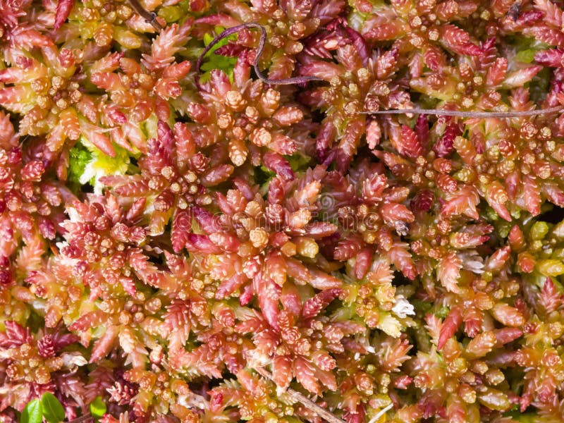 Red Moss at Swamp Texture or Background Macro, Selective Focus, Shallow ...