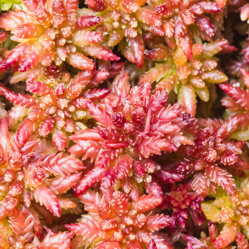 Red Moss at Swamp Texture or Background Macro, Selective Focus, Shallow ...