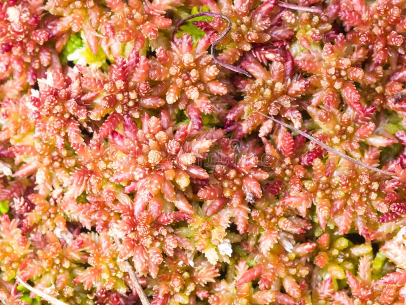 Red Moss at Swamp Texture or Background Macro, Selective Focus, Shallow ...