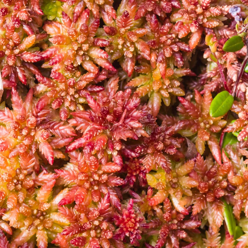 Red Moss at Swamp Texture or Background Macro, Selective Focus, Shallow ...