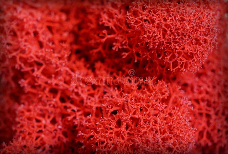 Red moss texture stock image. Image of pattern, background - 173853577
