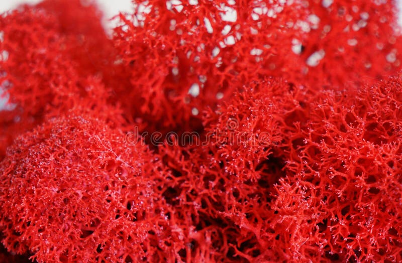 Red moss texture stock image. Image of backdrop, lettering - 173853645