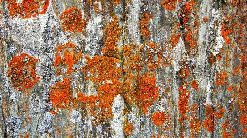 Red moss stock photo. Image of foliage, botany, forest - 18989552