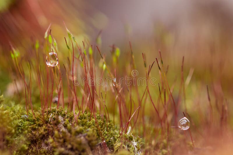 Red Moss Tortula Muralis Closeup Stock Image - Image of muralis, forest ...