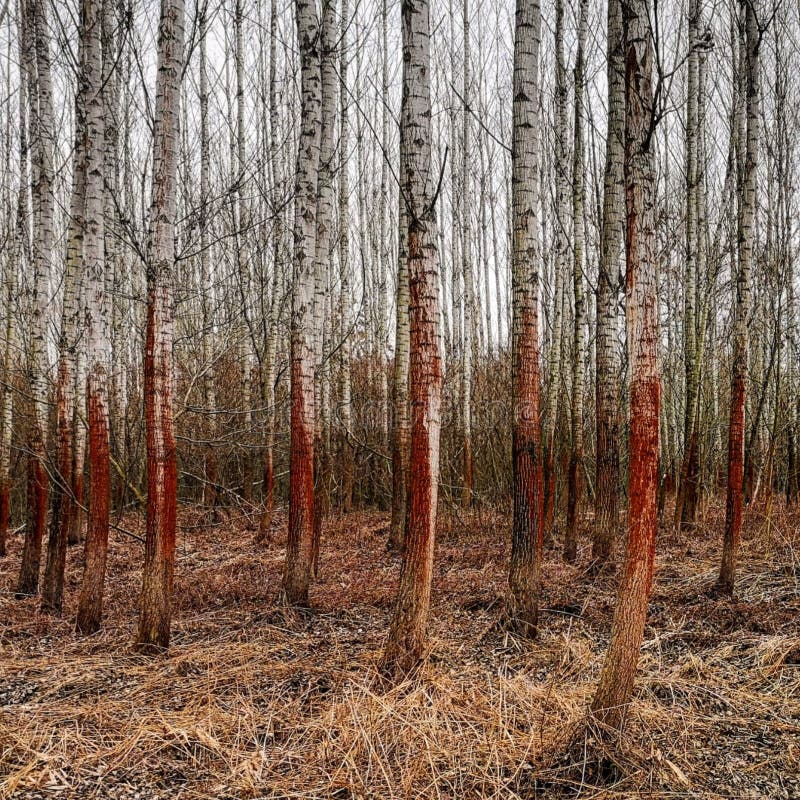 Red Moss on Trees Close To Danube River Stock Image - Image of close ...