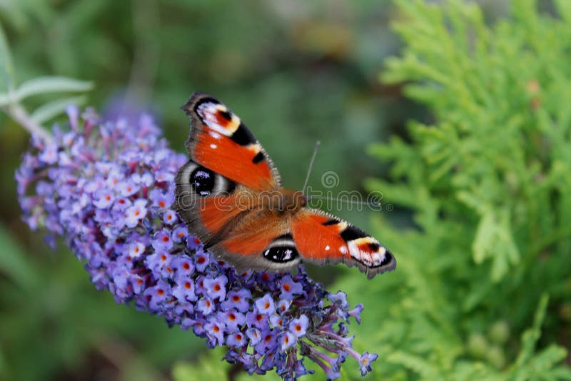 Red Moth in the Background of a Blue Flower Editorial Photography ...