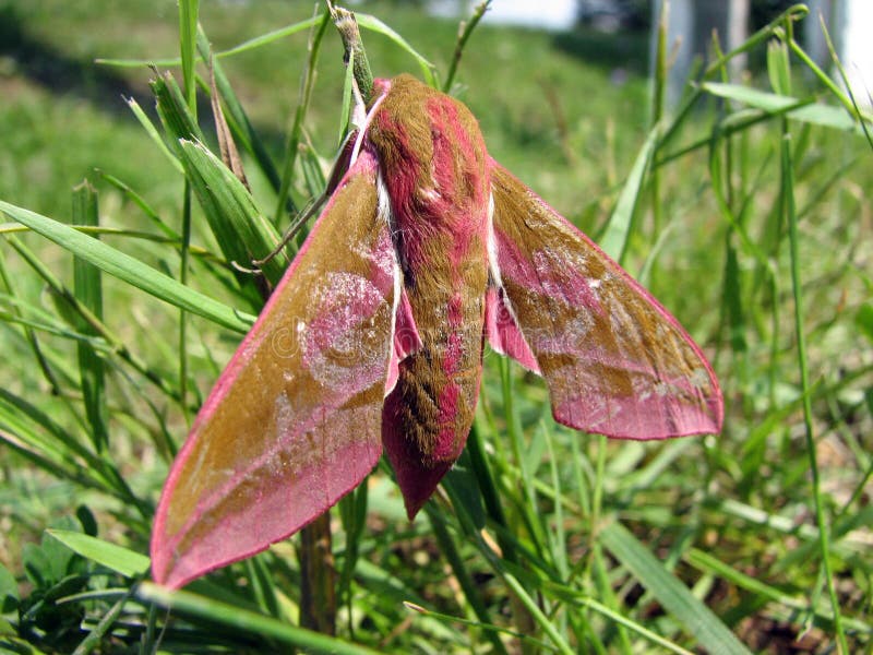 Red moth stock image. Image of field, forest, antenna - 34205123
