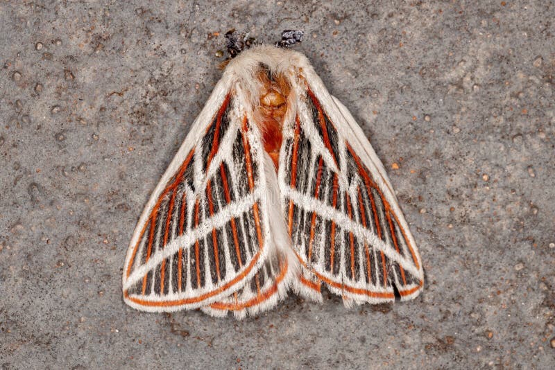 Red moth stock image. Image of large, background, attractive - 195416401