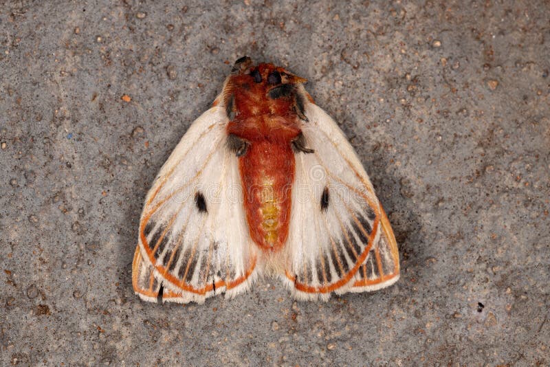 Red moth stock image. Image of macro, biology, elegant - 195416459