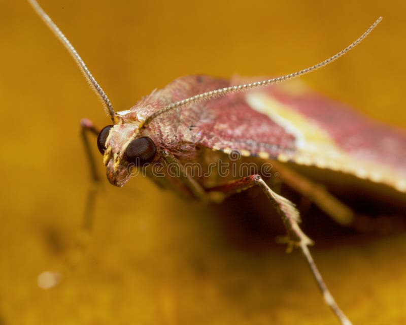 Red moth stock image. Image of antenna, entomology, science - 36786381