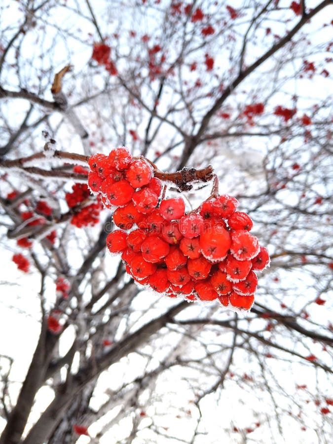 Red Mountain Ash. Berry in Winter. a Tall Tree Stock Image - Image of ...