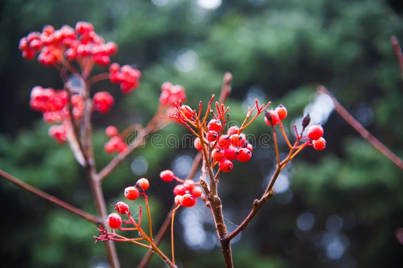 Red Mountain Ash on a Branch Stock Photo - Image of nature, berry ...