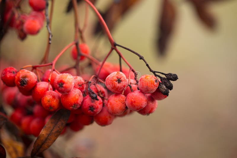 Red Mountain Ash in the Fall Stock Image - Image of garden, foliage ...