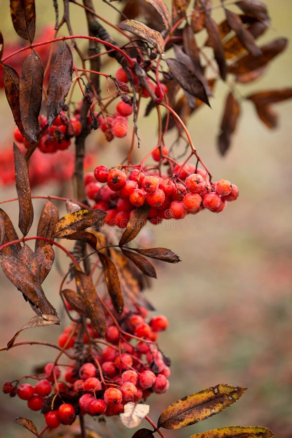 Red Mountain Ash in the Fall Stock Photo - Image of fruit, gleams ...
