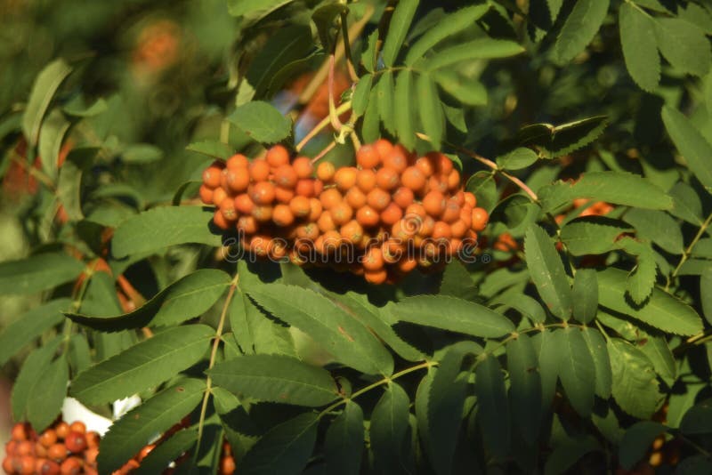 Red Mountain Ash Fruits in Clusters on the Branches Stock Image - Image ...