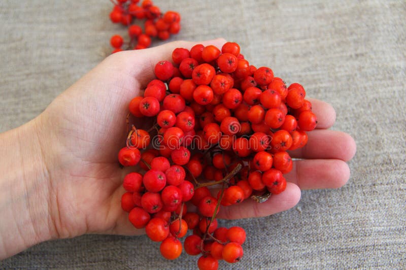 Red mountain ash in a hand stock image. Image of present - 45552519