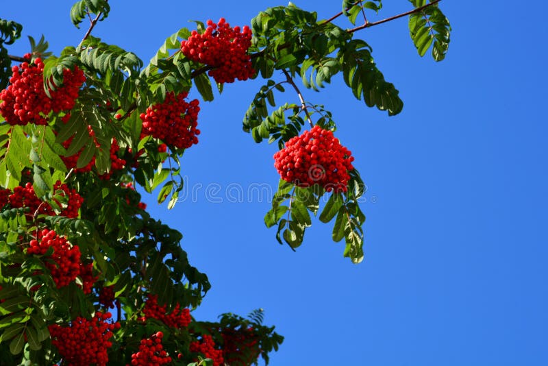 Red mountain ash stock photo. Image of cluster, garden - 156913906