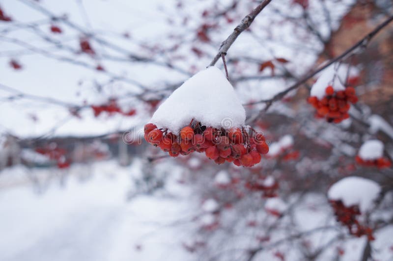 Red mountain ash in winter stock photo. Image of bunch - 162498366