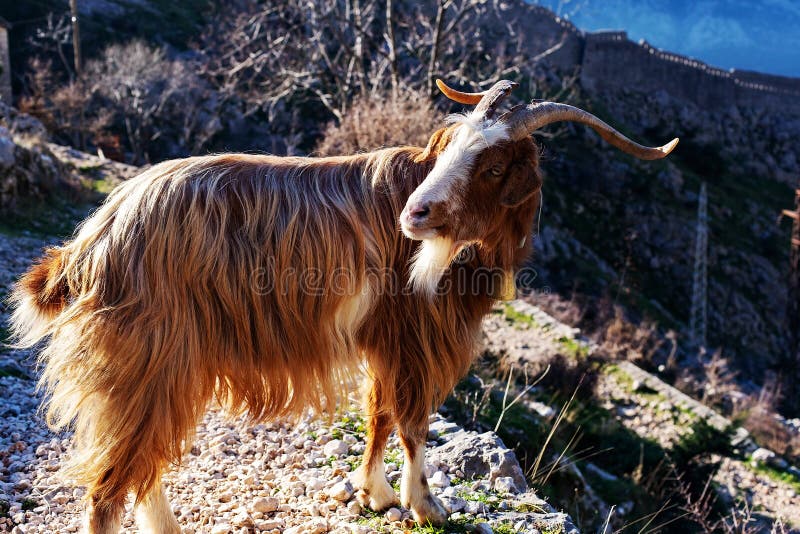 Red Mountain Goat in the Mountains of Montenegro Stock Photo - Image of ...