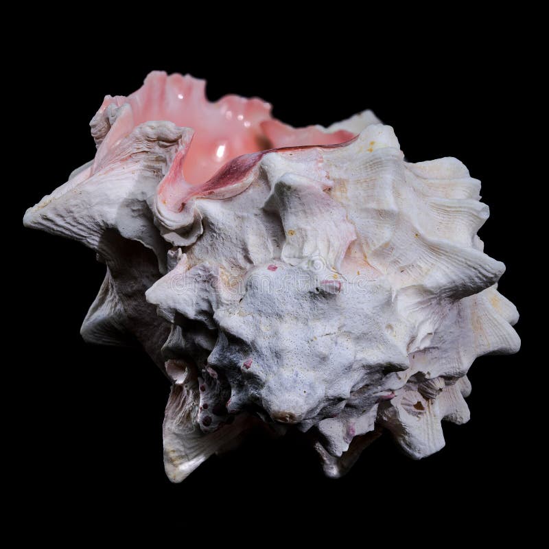 Red-mouthed Murex Seashell on a Black Background Stock Photo - Image of ...