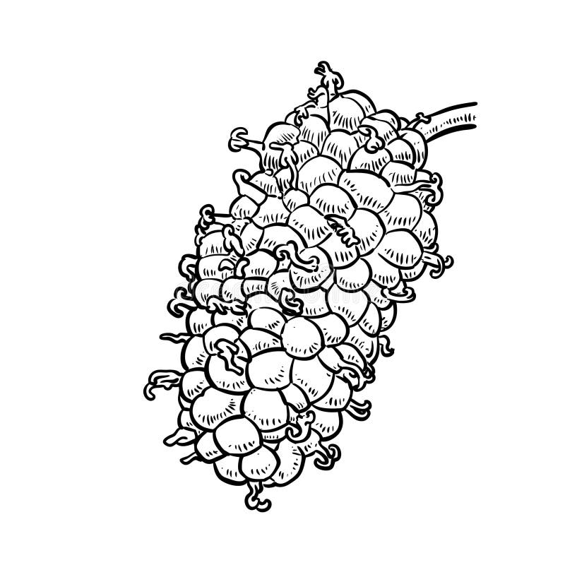 Red Mulberries Fruit Hand Drawn Vectors Stock Vector - Illustration of ...