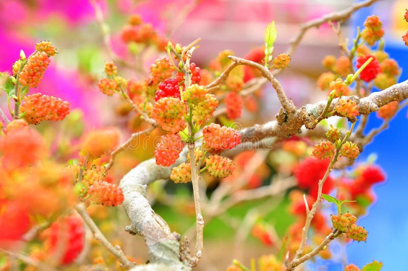 Red mulberries on the tree stock photo. Image of tree - 226606950
