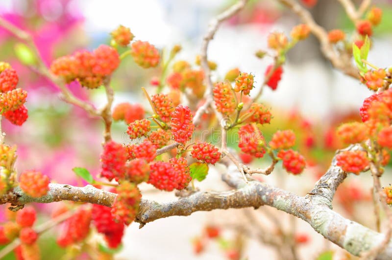 Red Mulberries on tree stock image. Image of foliage - 77335911