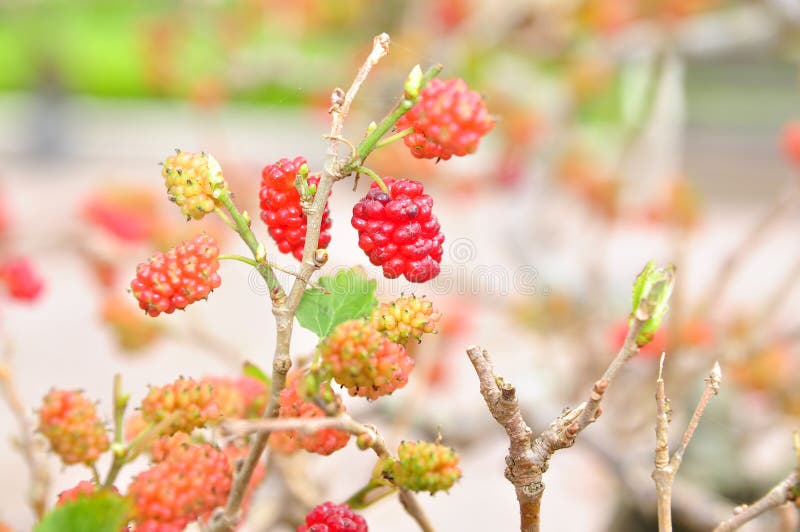 Red Mulberries on tree stock photo. Image of mulberry - 77335924
