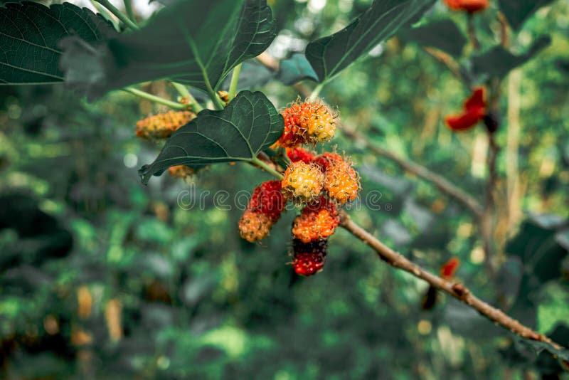 Red Mulberries on tree stock image. Image of branch - 261130939