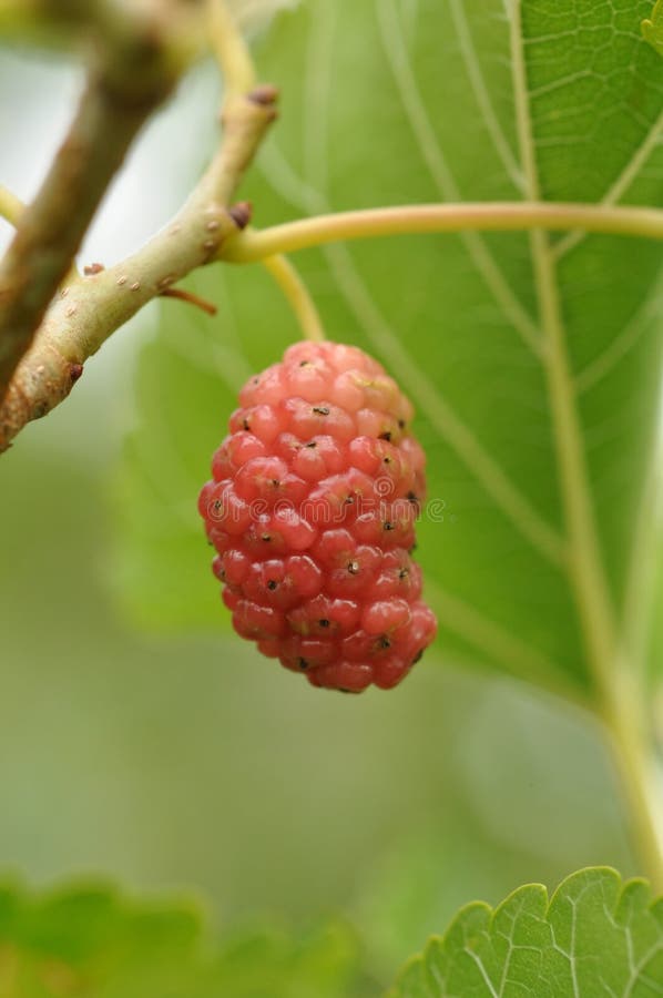 Red mulberry fruit stock photo. Image of ripening, mulberry - 14620862