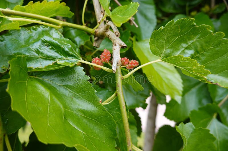 Red Mulberry Fruit Growing on Tree, Mulberry Leaf Close-up Stock Image ...
