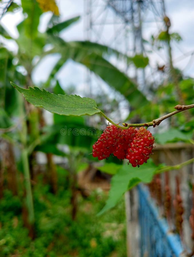 A Red Mulberry Fruit that Grows in the Yard of the House until it Grows ...