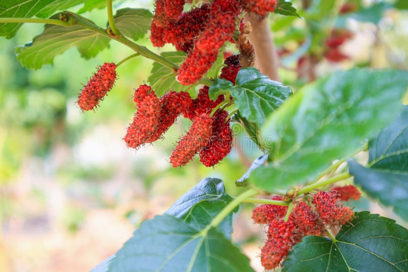 Red Mulberry Fruits on Tree Branch Stock Image - Image of mulberries ...