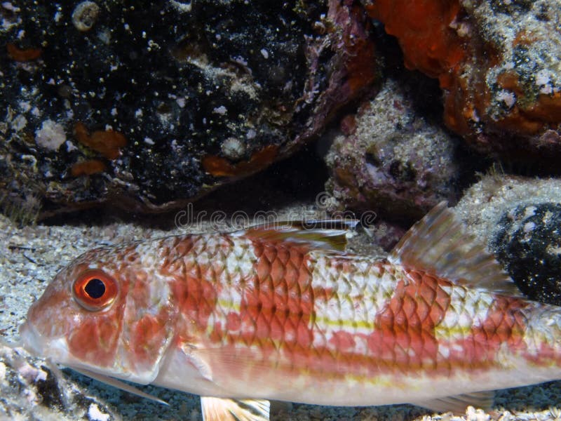 Red mullet stock photo. Image of spain, diving, canary - 12771146