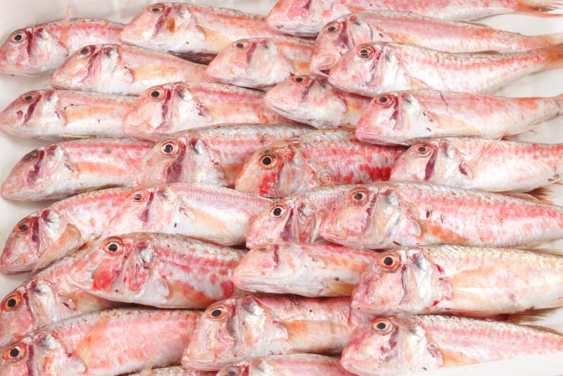 Red mullet stock photo. Image of white, closeup, barbel - 27475560